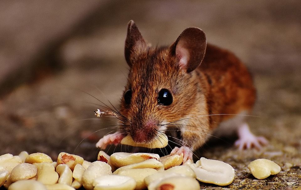 Makanan Favorit Tikus Yang Wajib Kamu Tau! - PT Mahaka Improcare Indonesia