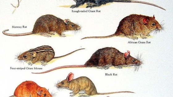 Apa saja jenis tikus yang berada di Indonesia? - PT Mahaka Improcare ...