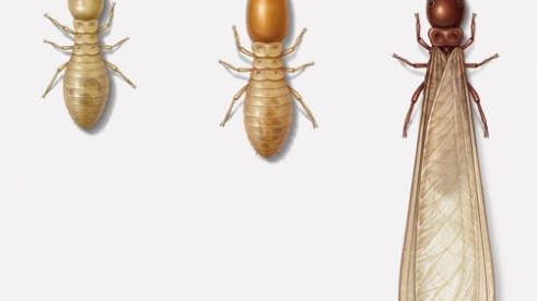 Apa saja jenis rayap? - PT Mahaka Improcare Indonesia