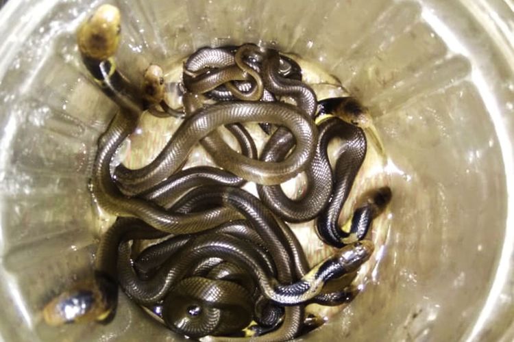 Jenis jenis ular di Indonesia! - PT Mahaka Improcare Indonesia