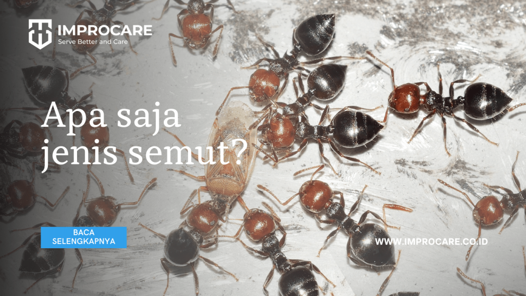 Apa saja jenis semut? - PT Mahaka Improcare Indonesia