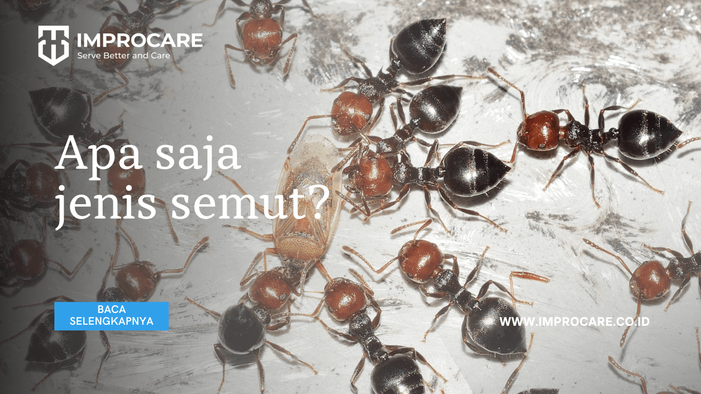Apa saja jenis semut? - PT Mahaka Improcare Indonesia