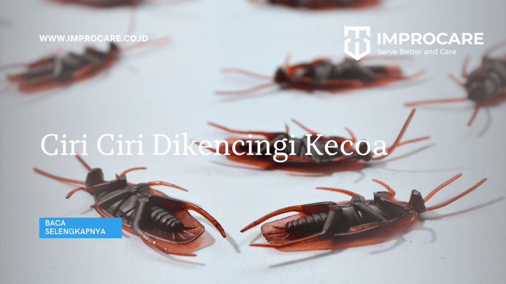 Ciri ciri dikencingi kecoa, apakah berbahaya? - PT Mahaka Improcare Indonesia