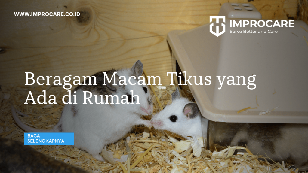 Macam Tikus, Habitat, Hingga Ciri - Cirinya! - PT Mahaka Improcare ...