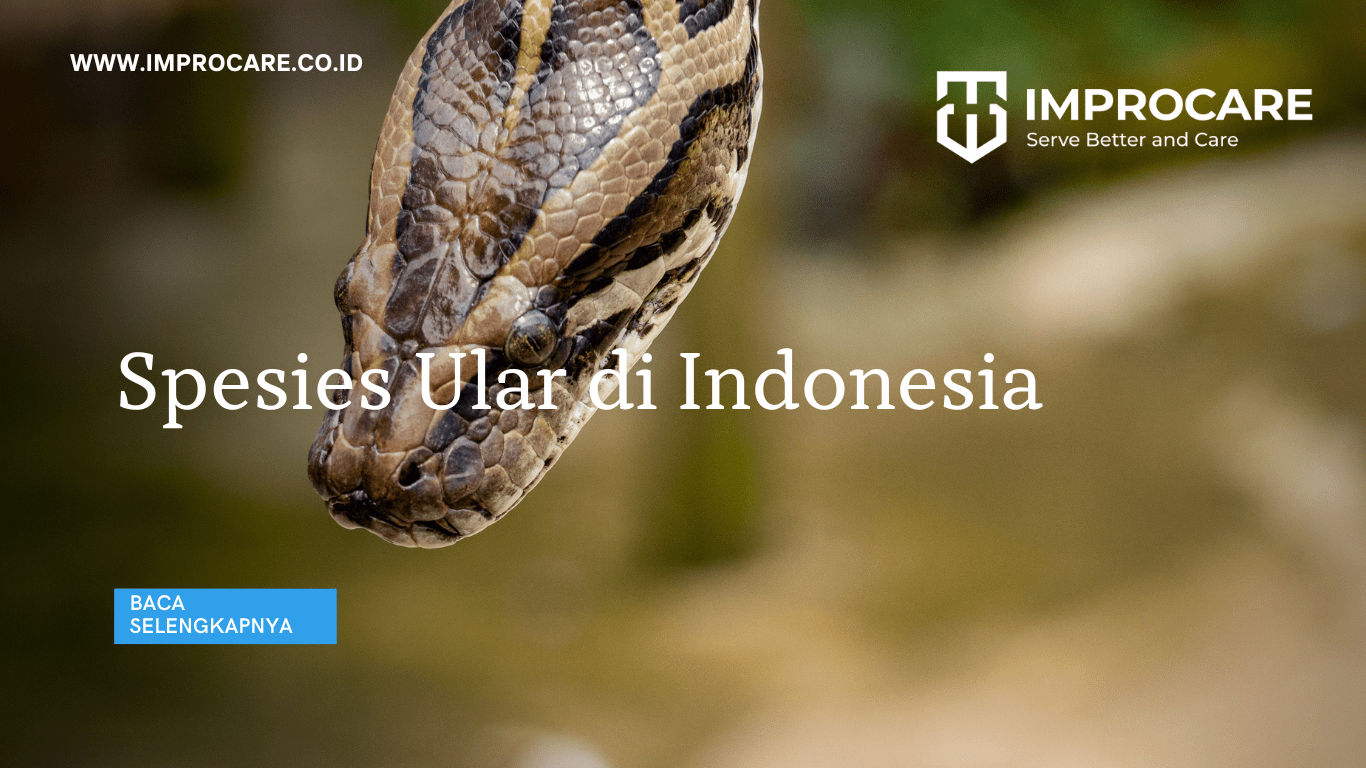 Spesies Ular di Indonesia - PT Mahaka Improcare Indonesia
