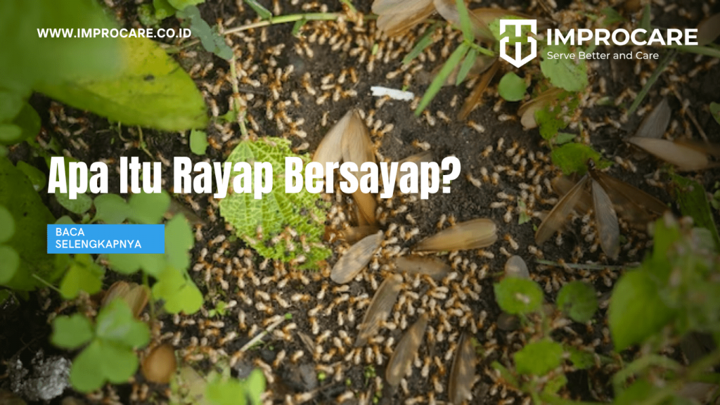 Apa Itu Rayap Bersayap? - PT Mahaka Improcare Indonesia