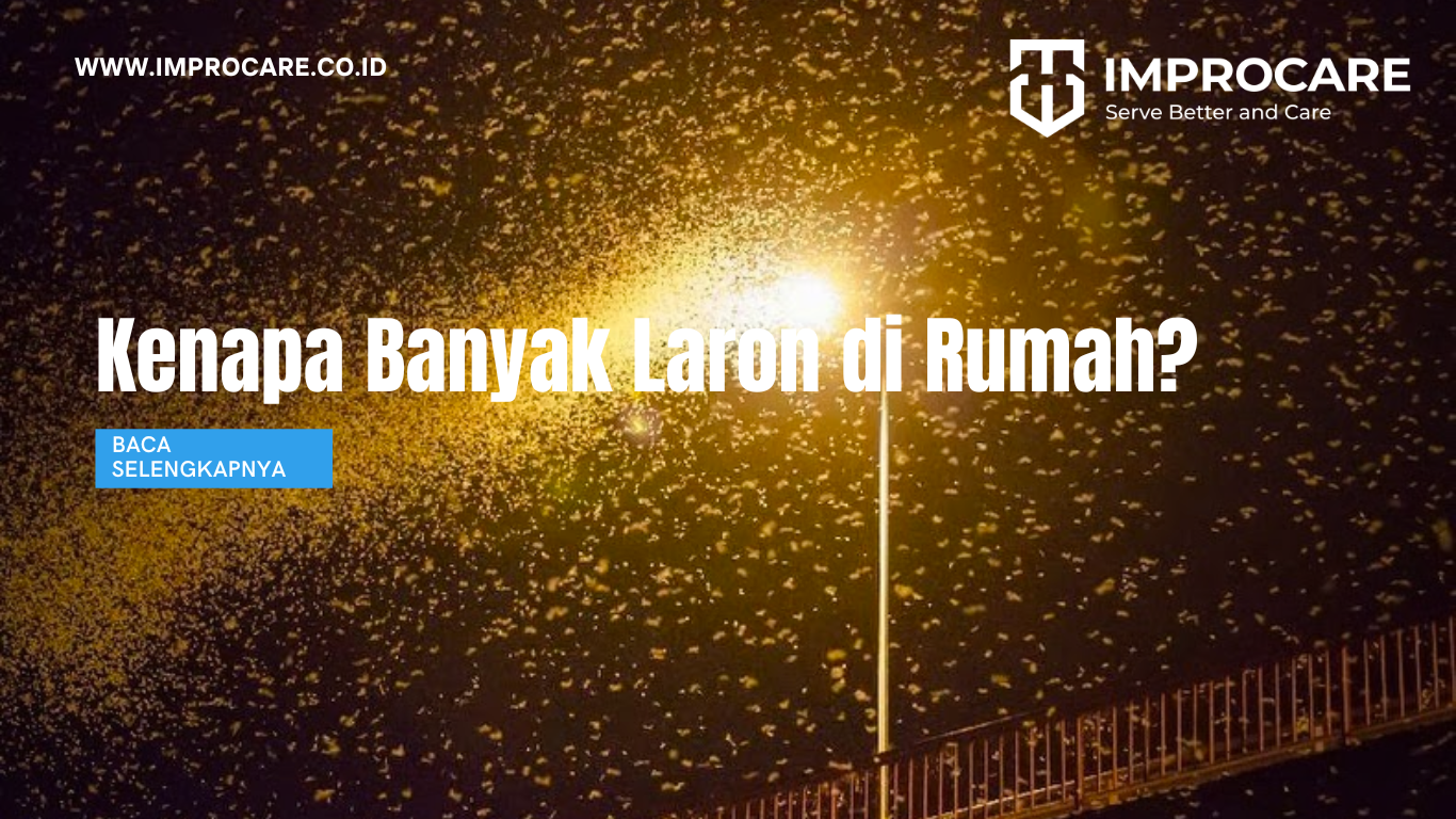 Kenapa Banyak Laron di Rumah? - PT Mahaka Improcare Indonesia