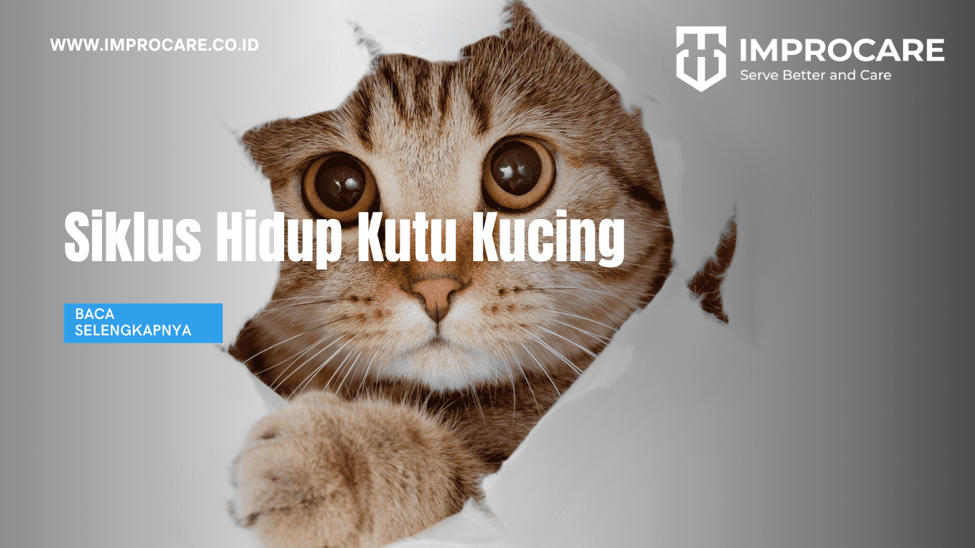 Siklus Hidup Kutu Kucing - PT Mahaka Improcare Indonesia