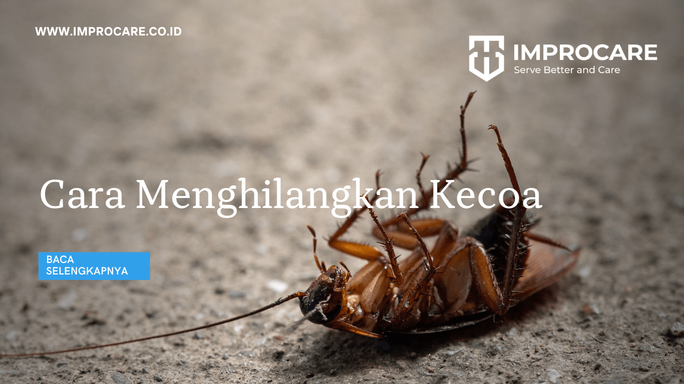 Cara Menghilangkan Kecoa Secara Efektif! - PT Mahaka Improcare Indonesia