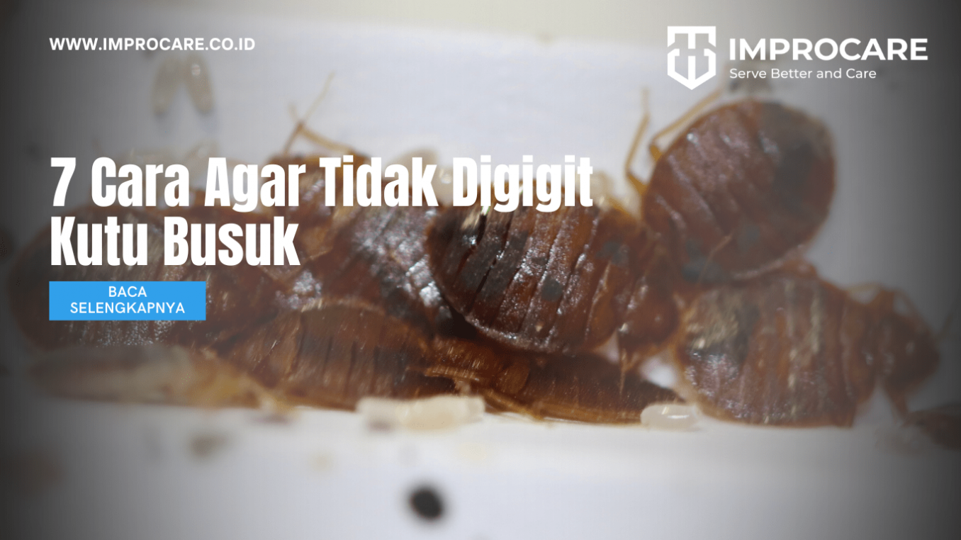 7 Cara Agar Tidak Digigit Kutu Busuk - PT Mahaka Improcare Indonesia