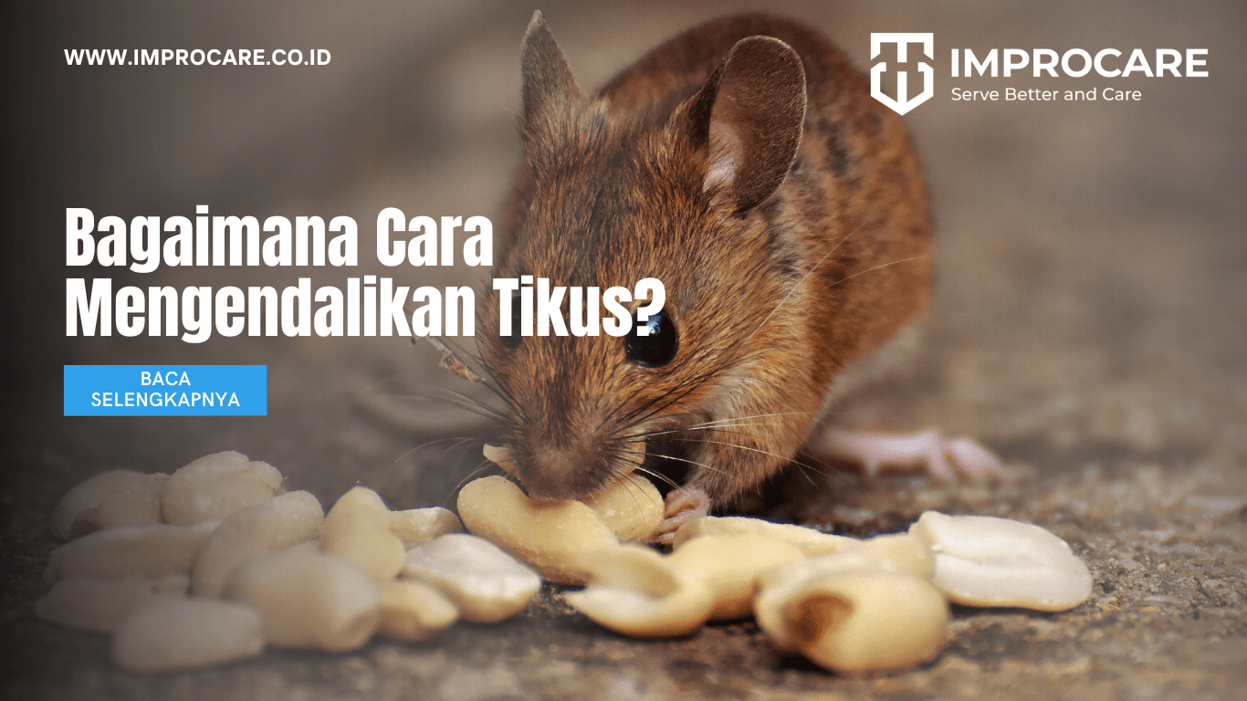 Bagaimana Cara Mengendalikan Tikus? - PT Mahaka Improcare Indonesia
