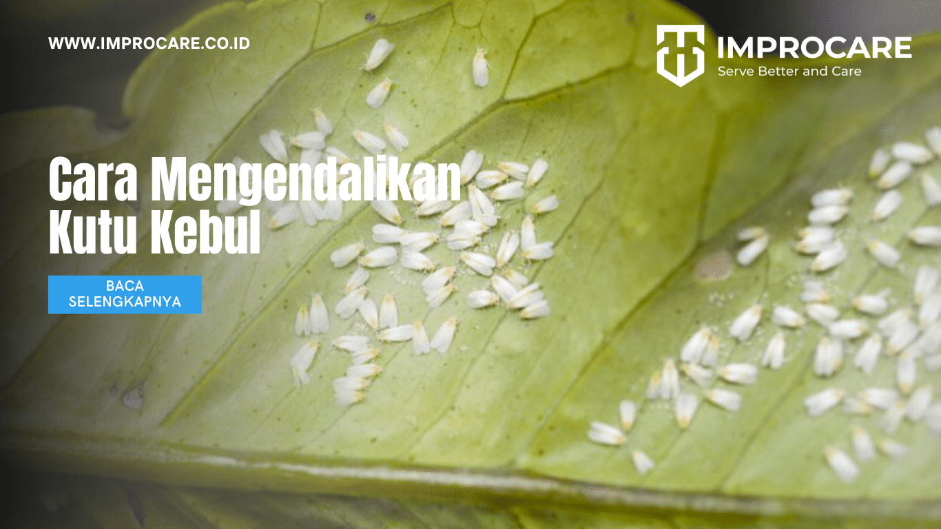 Cara Mengendalikan Kutu Kebul - PT Mahaka Improcare Indonesia