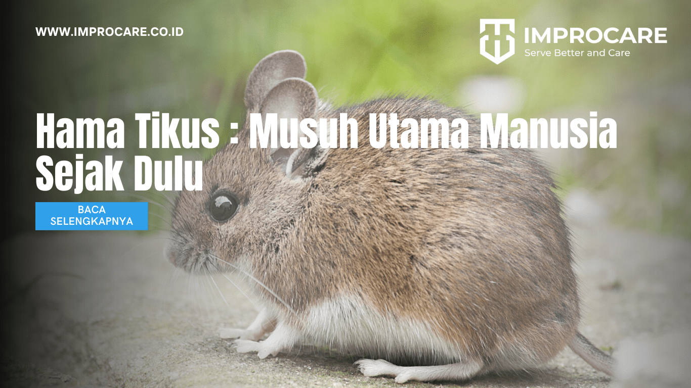 Hama Tikus : Musuh Utama Manusia Sejak Dulu - PT Mahaka Improcare Indonesia