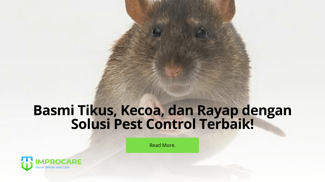 Basmi Tikus, Kecoa, dan Rayap dengan Solusi Pest Control Terbaik! - PT ...