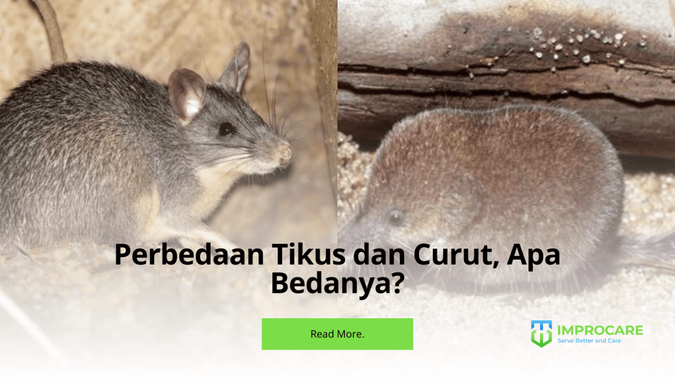 Perbedaan Tikus dan Curut, Apa Bedanya? - PT Mahaka Improcare Indonesia