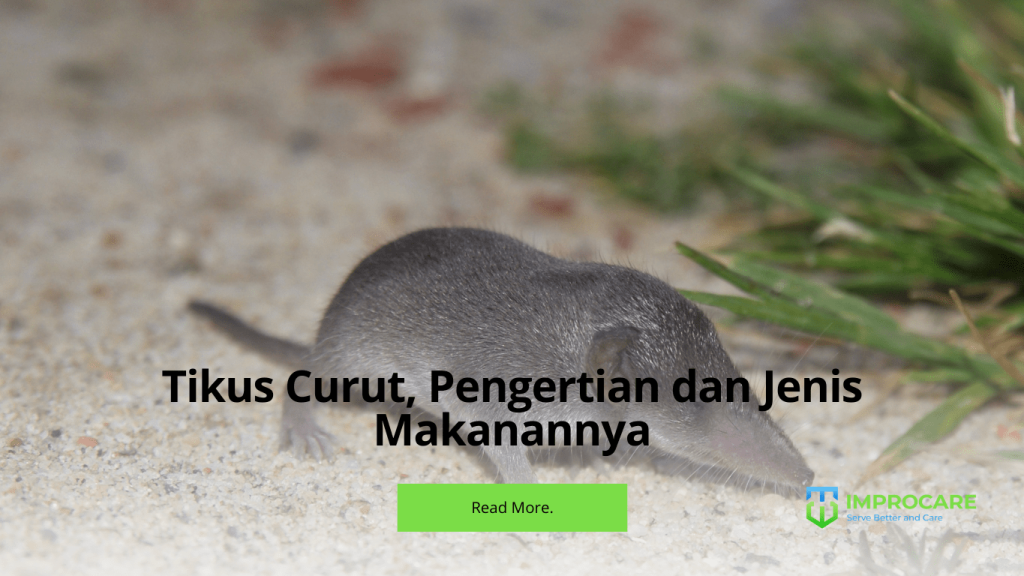 Tikus Curut, Pengertian dan Jenis Makanannya - PT Mahaka Improcare ...